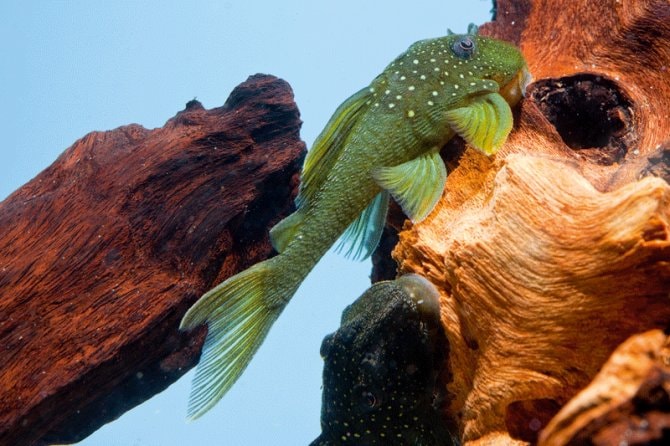 Keeping and breeding the Green phantom plec - Practical Fishkeeping