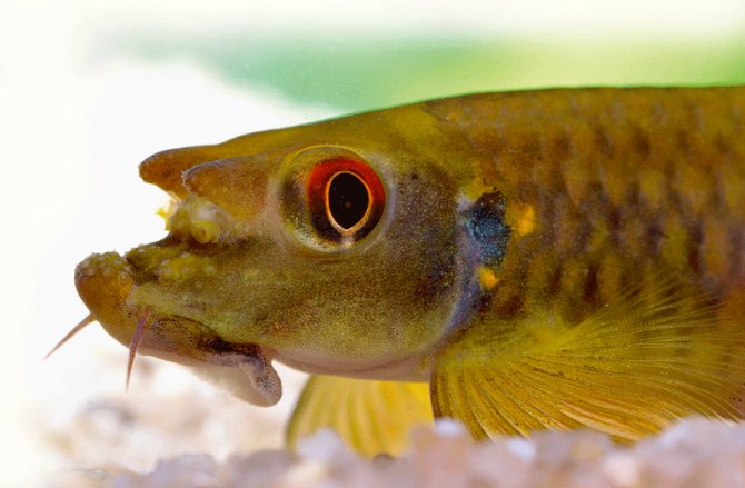 How to keep the Rhino garra - Practical Fishkeeping