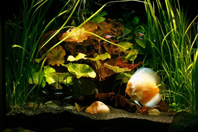 20 tips to make fishkeeping easier - Practical Fishkeeping