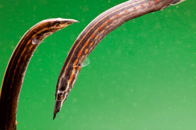 How do I keep a Fire eel in the aquarium? - Practical Fishkeeping