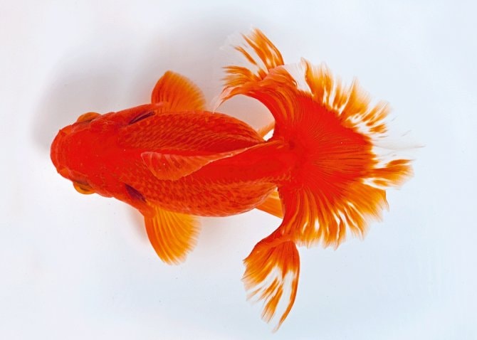 A tail of Tosakin goldfish - Practical Fishkeeping