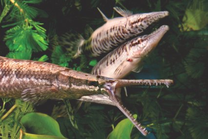 The tooth, the whole tooth and nothing but the tooth - Practical ...