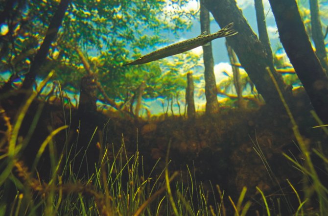 Predators: The Striped pike characin - Practical Fishkeeping