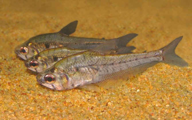 Small-scale glass tetra, Charax condei - Practical Fishkeeping