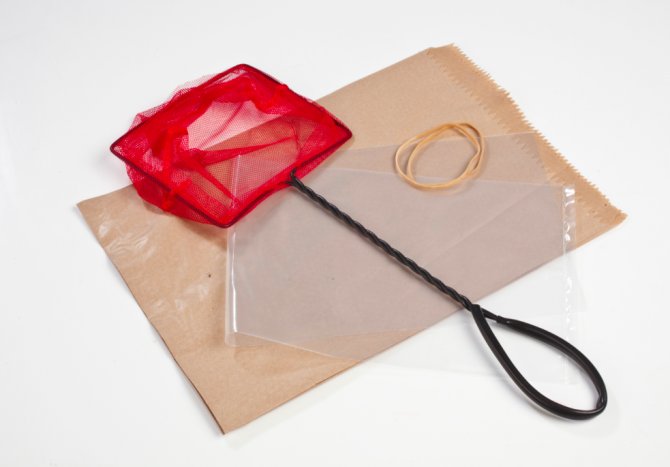 What you need to know about bagging fish - Practical Fishkeeping