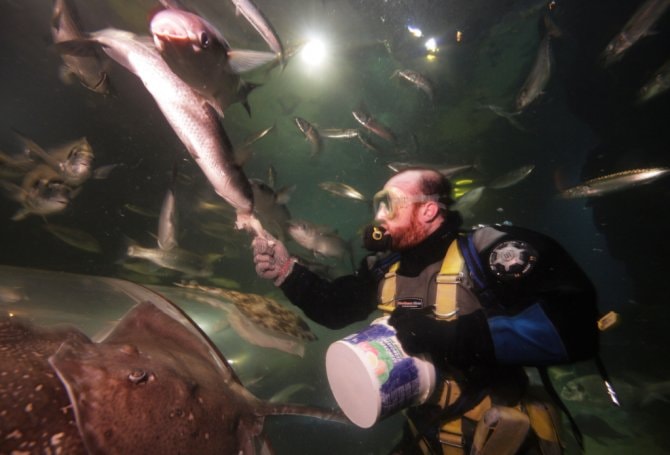 Careers in fishkeeping - Practical Fishkeeping