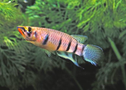 Why don't more people keep killies? - Practical Fishkeeping