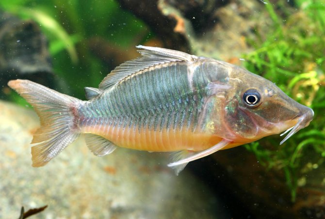 Brochis: A giant among dwarfs - Practical Fishkeeping