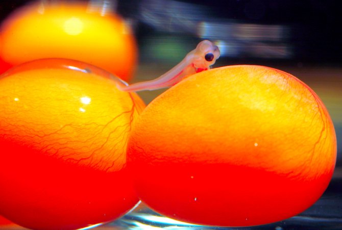 Fabulous facts about fish eggs for Easter - Practical Fishkeeping