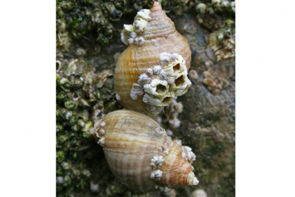 Go rockpooling this weekend! - Practical Fishkeeping