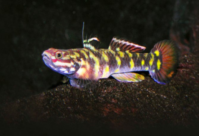 Kanu goby, Mugilogobius mertoni - Practical Fishkeeping