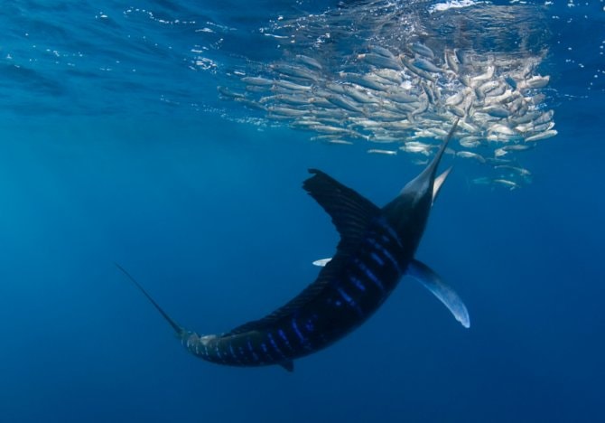 How do fish swim? - Practical Fishkeeping