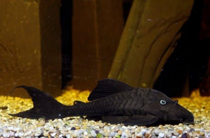 The Fugitive: The Blue-eyed panaque - Practical Fishkeeping