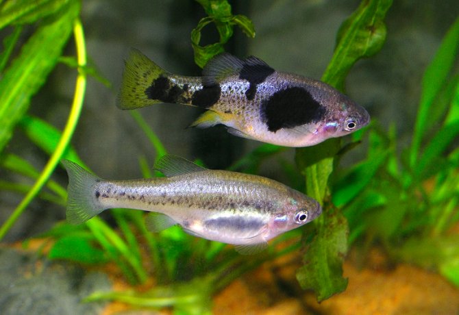 Spotted Skiffia, Skiffia multipunctata - Practical Fishkeeping