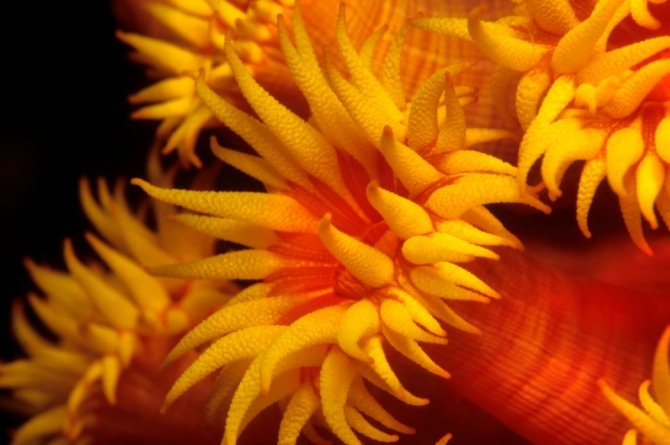 Keeping sun corals in the aquarium - Practical Fishkeeping