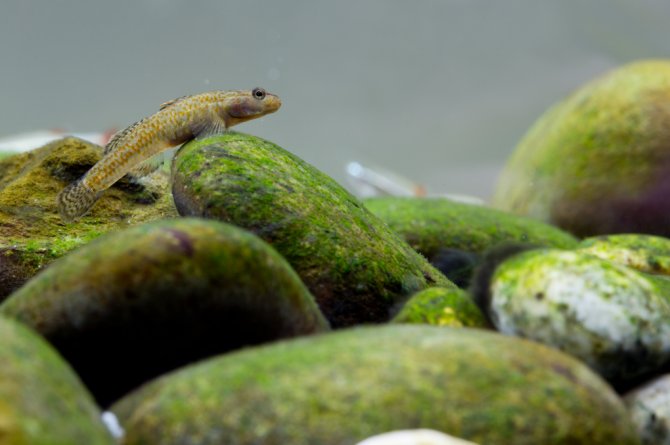 From sluggish to stream - inside of a day! - Practical Fishkeeping