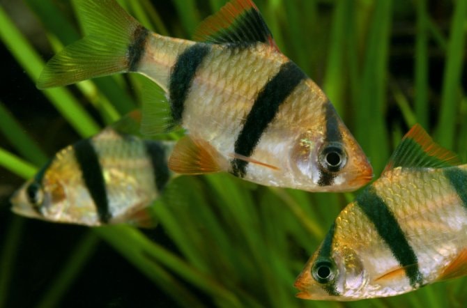 Bring on the barbs - Practical Fishkeeping