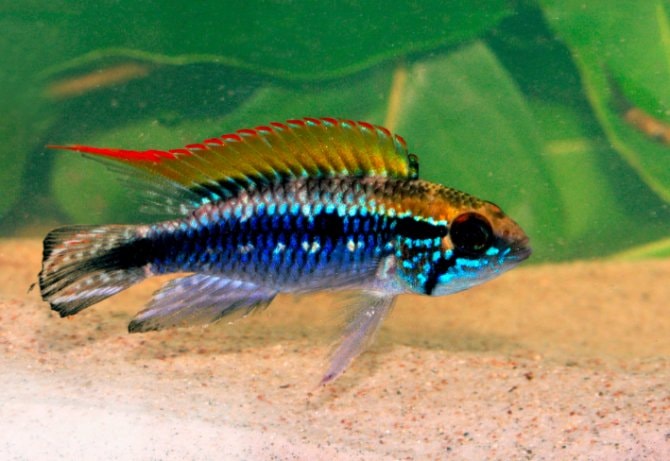 Heiko Bleher discovers: Apistogramma from the Rio PuritÃ¨ - Practical ...