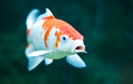 Fish and chips - Practical Fishkeeping