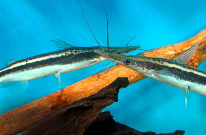 Predators: The Duck-billed catfish - Practical Fishkeeping