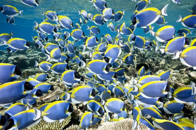 Powder blue surgeonfish: Look before you keep! - Practical Fishkeeping