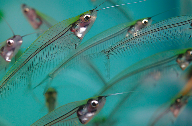 How can glass catfish be transparent? - Practical Fishkeeping