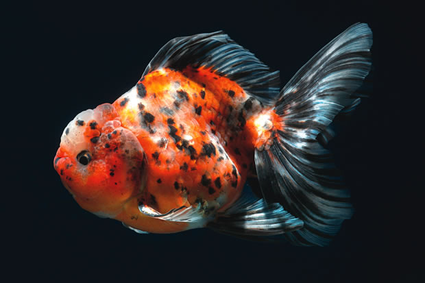 Why are show-quality goldfish kept in shallow tanks? - Practical ...