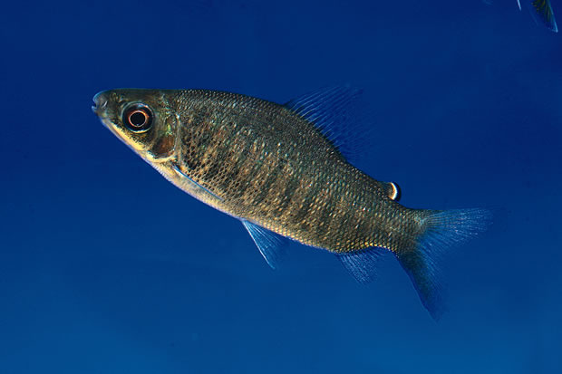 Distichodus fasciolatus - Practical Fishkeeping