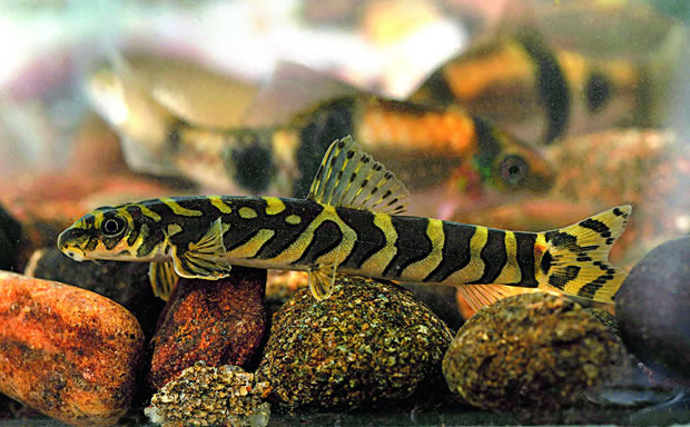 Mesonoemacheilus sp. - Practical Fishkeeping
