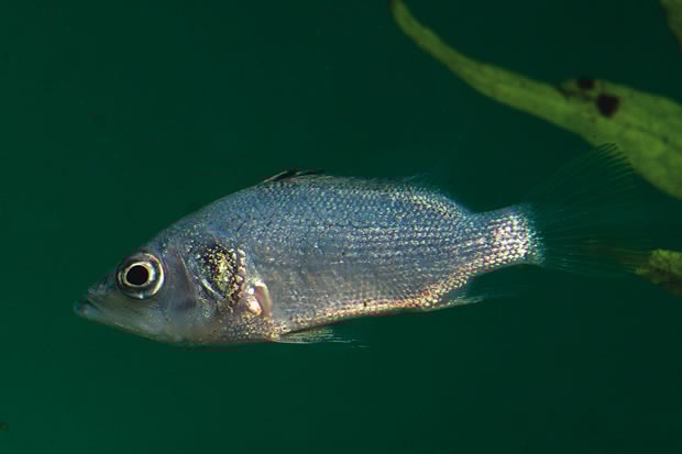 How do I keep Nandus? - Practical Fishkeeping