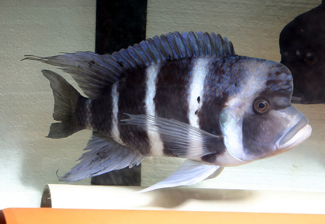 Can fish be organ donors? - Practical Fishkeeping