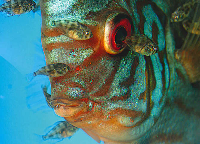 What is in Discus mucus? - Practical Fishkeeping