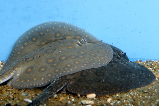 How do you sex a stingray? - Practical Fishkeeping