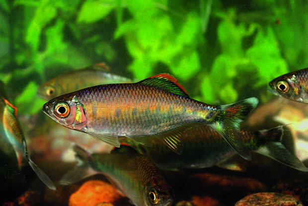 Barilius cf. bakeri - Practical Fishkeeping