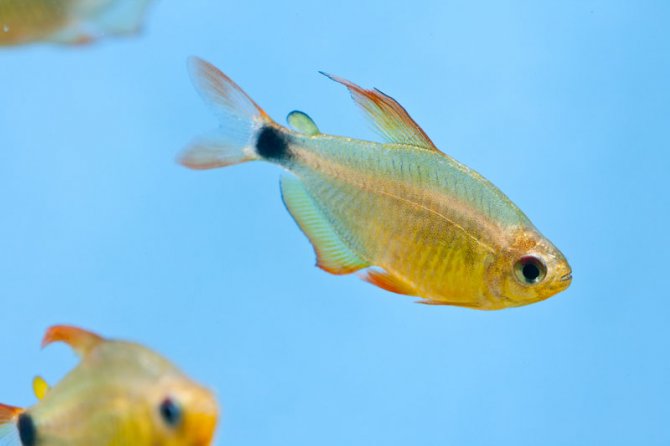 What should I do if I detect ammonia? - Practical Fishkeeping