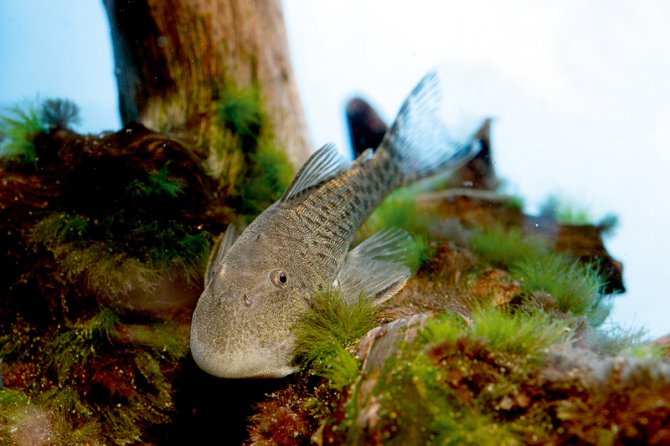 What conditions do bulldog plecs need? - Practical Fishkeeping