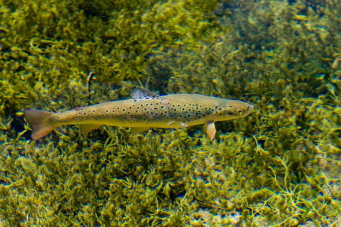 Why do most fish have a dark back and a pale belly? - Practical Fishkeeping