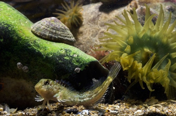 Can I build a garden rockpool? - Practical Fishkeeping