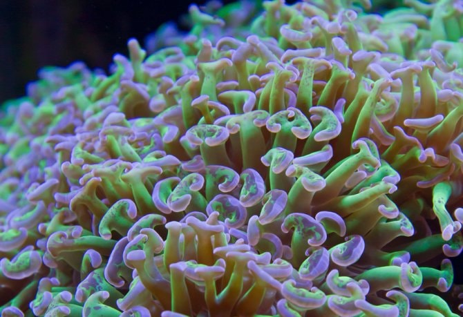 Why is this coral sulking? - Practical Fishkeeping