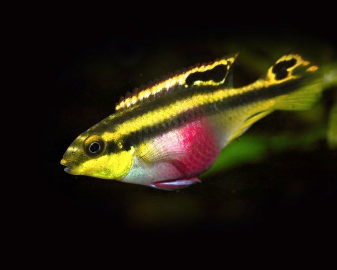 Why is my female Krib so aggressive? - Practical Fishkeeping