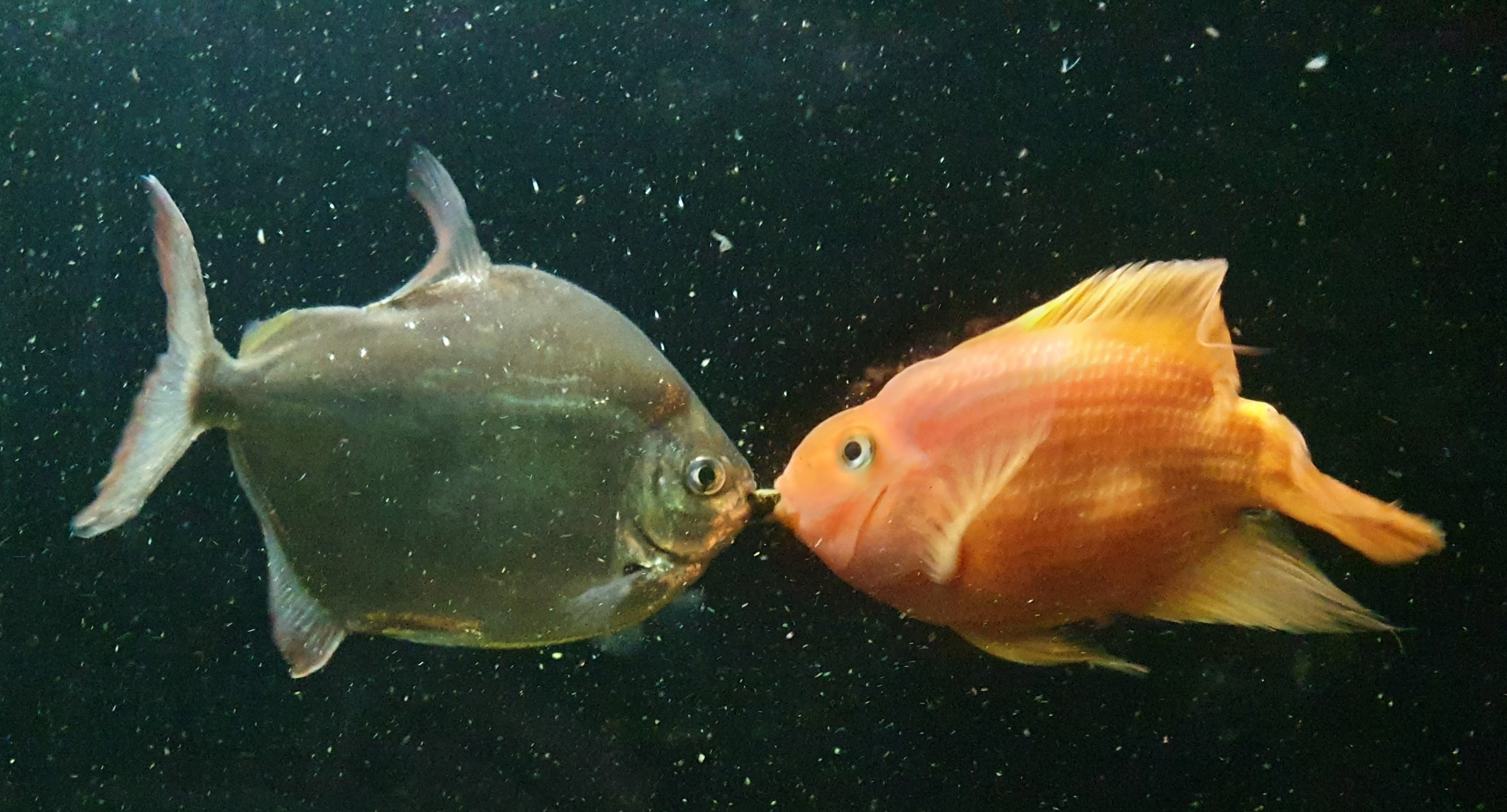 Mark Woodgate - 20 - Practical Fishkeeping