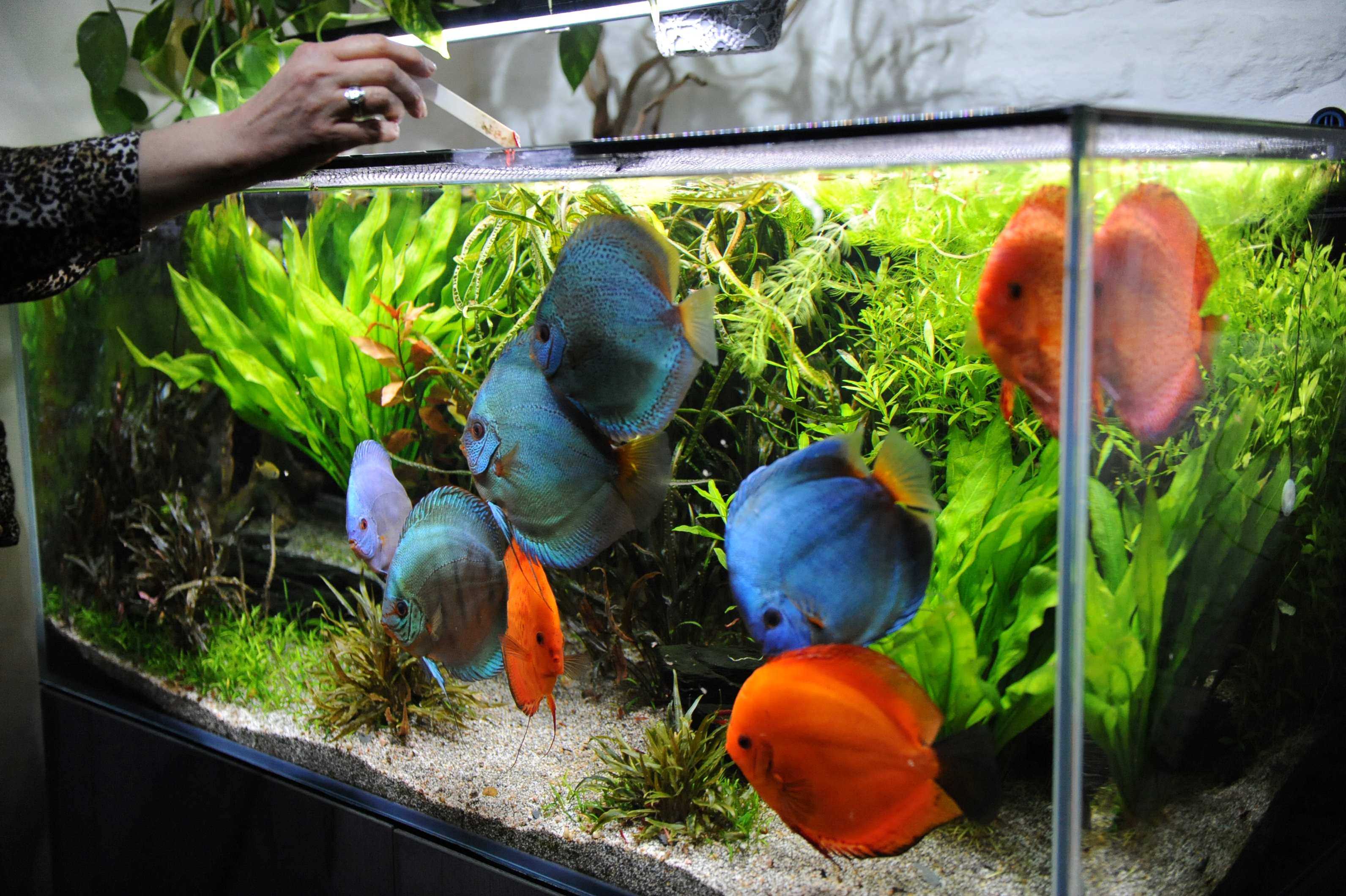 Geoff Doran - 57 - Practical Fishkeeping