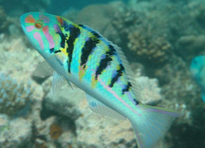 Fish uses tool to break up food - Practical Fishkeeping