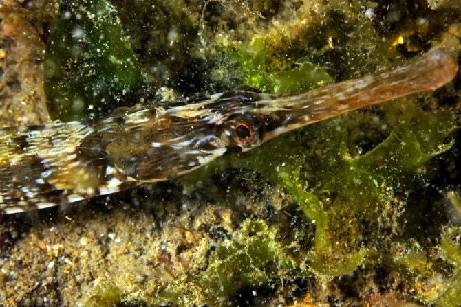 Male pipefish not doting dads - Practical Fishkeeping