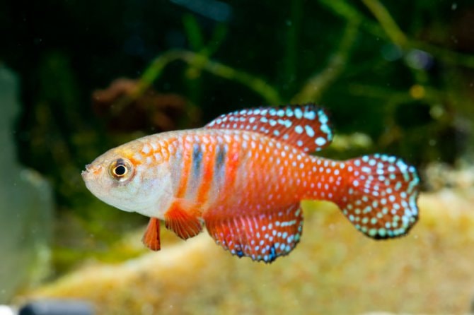 Do you know your killies? - Practical Fishkeeping