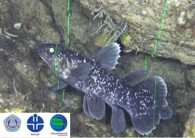 Baby coelacanth filmed for first time - Practical Fishkeeping