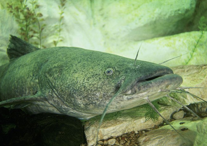 Catfish venoms may be widespread - Practical Fishkeeping
