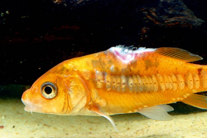 KHV found in every part of England and Wales - Practical Fishkeeping