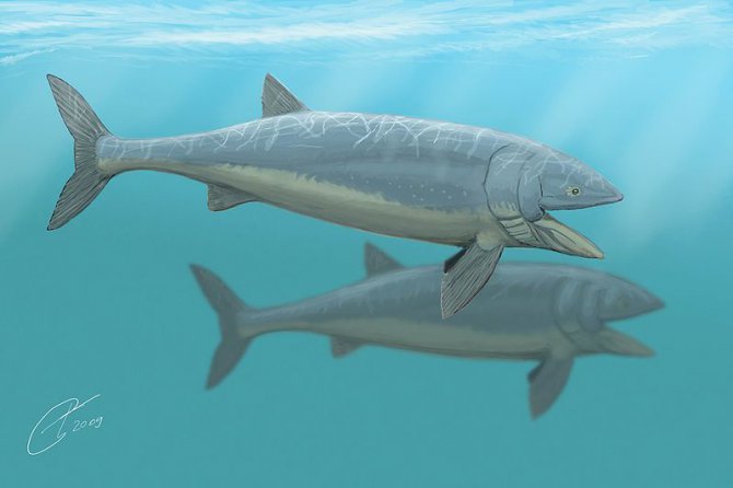 Giant planktivorous fish once ruled seas - Practical Fishkeeping