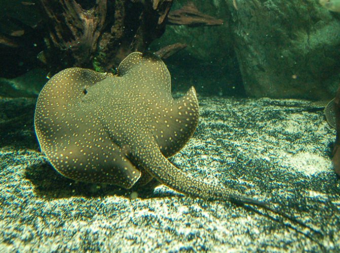 Stingray uses tool to get food - Practical Fishkeeping